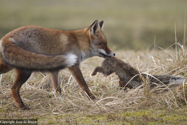 Red Fox | Project Noah