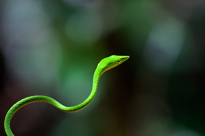 Bend It Like Ahatulla - Walk in Paradise (Island of Sri Lanka)