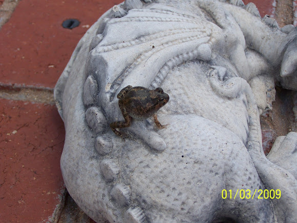 Spencer's Burrowing Frog | Project Noah