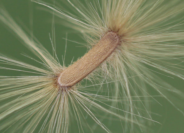 Alstonia seed | Project Noah