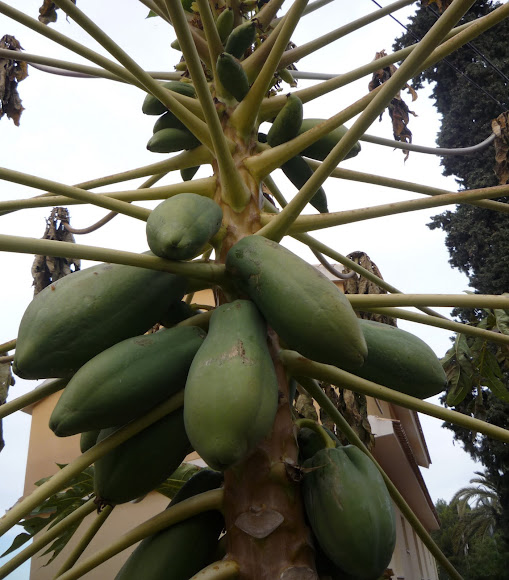 Papaya o lechosa, melón de árbol, fruta bomba o mamón | Project Noah