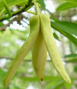 Annonaceae - FloraSBS