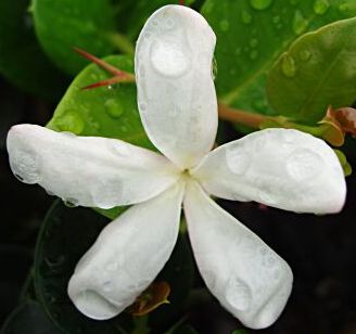 Apocynaceae - FloraSBS