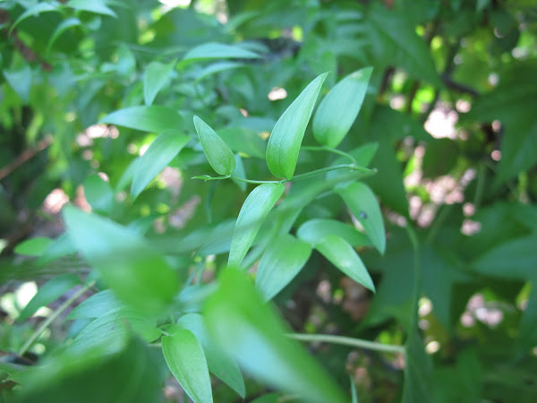 African Asparagus Fern | Project Noah