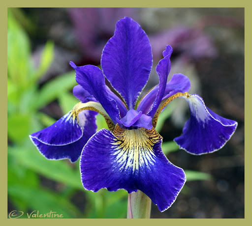 Iris sibirica Golden Edge - Le blog de Mona (alias Valentine)