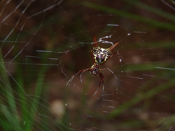 Horned Spider | Project Noah