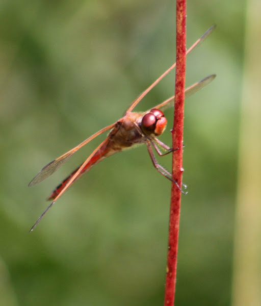 Needham's Skimmer | Project Noah