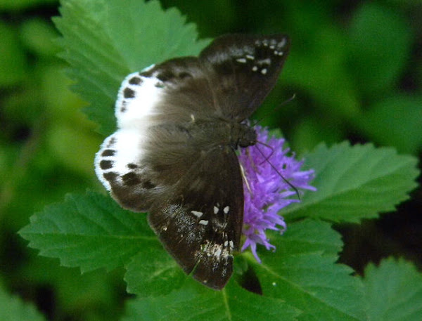 snow flat, spread-winged skipper | Project Noah