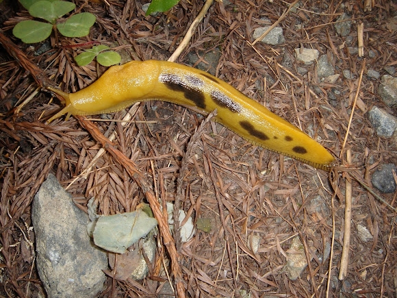California banana slug | Project Noah