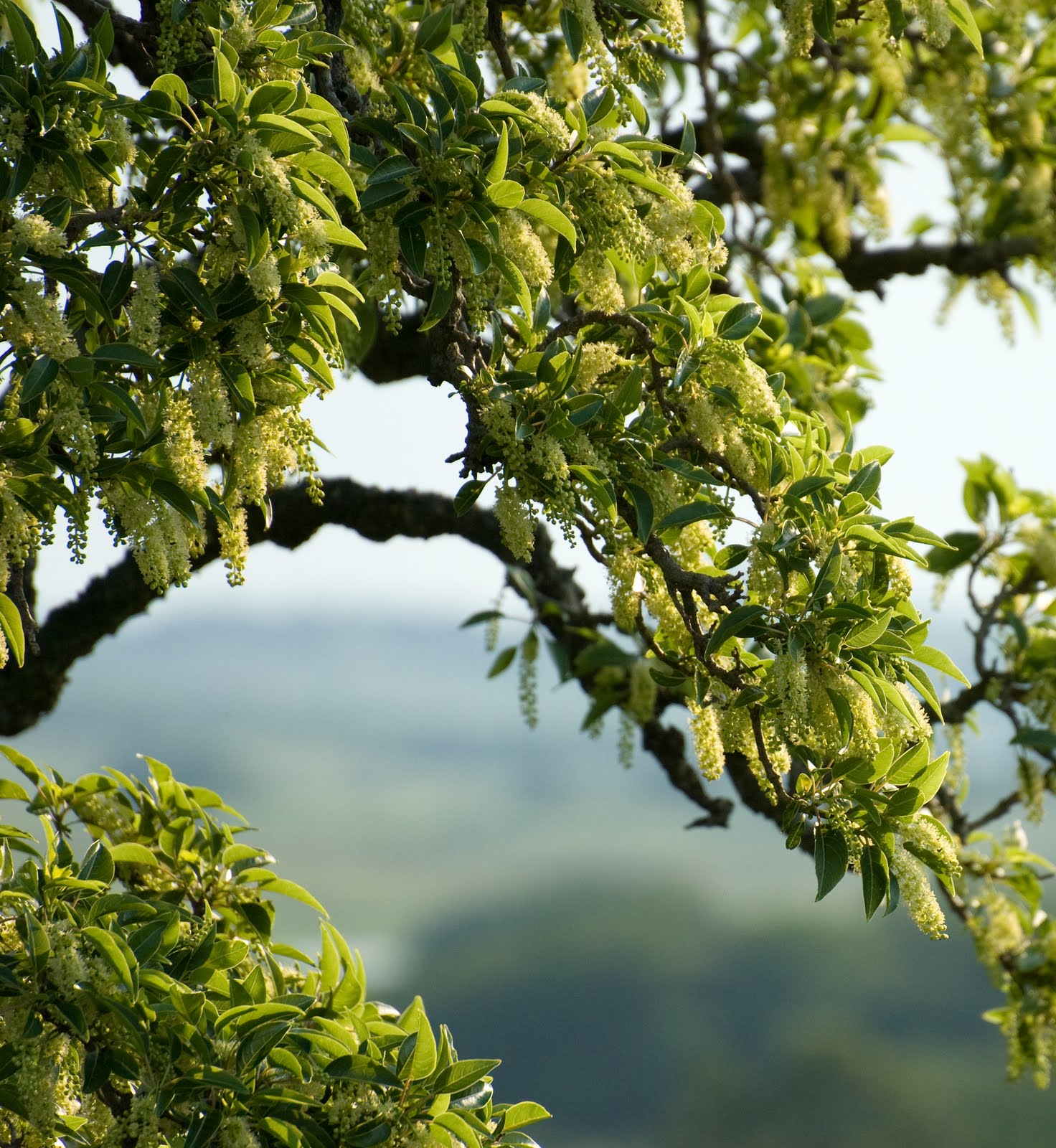 FOTOGRAFIAS DE LA FLORA AUTOCTONA DEL URUGUAY: OMBÚ