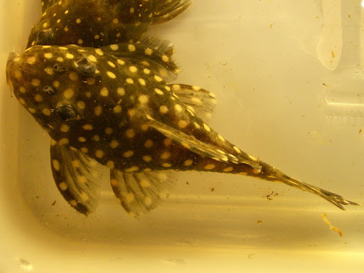 Hypancistus sp. L201 vs Hypancistrus contradens - PlanetCatfish.com