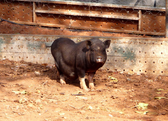 Cerdo vietnamita | Project Noah