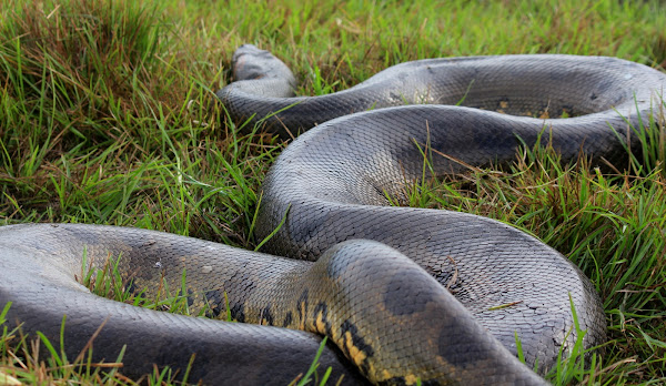 Anaconda | Project Noah