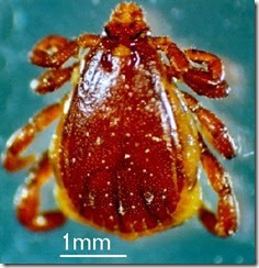 Mizoram To Send Dog Ticks to Delhi | Sinlung
