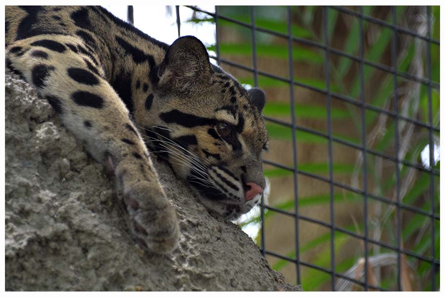 The clouded leopard | Project Noah