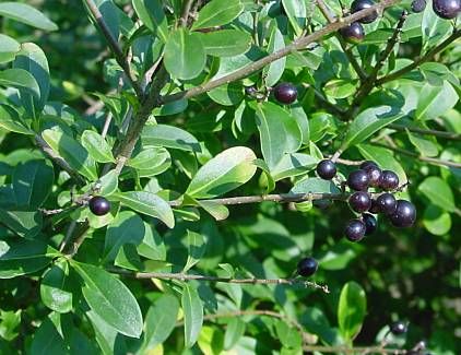 Ligustrums leaf discoloration | ~ligustrum hedge diseases~