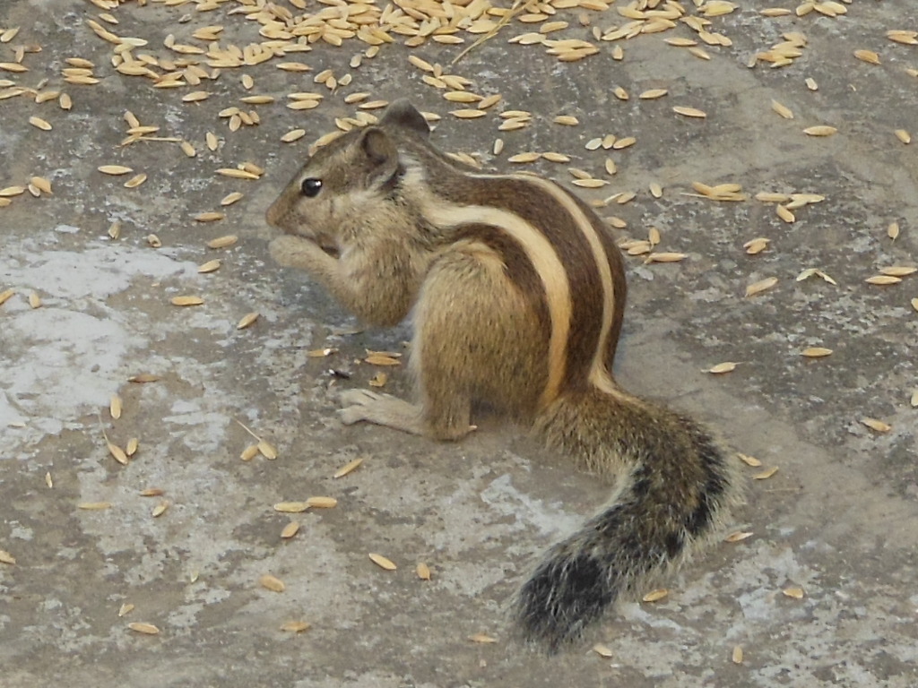 Northern Palm Squirrel | Project Noah