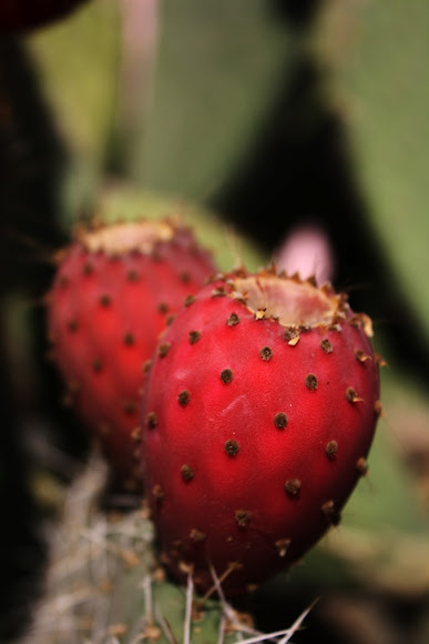 Tuna / Indian Fig | Project Noah