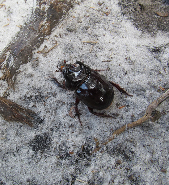 Ox Beetle sp. | Project Noah