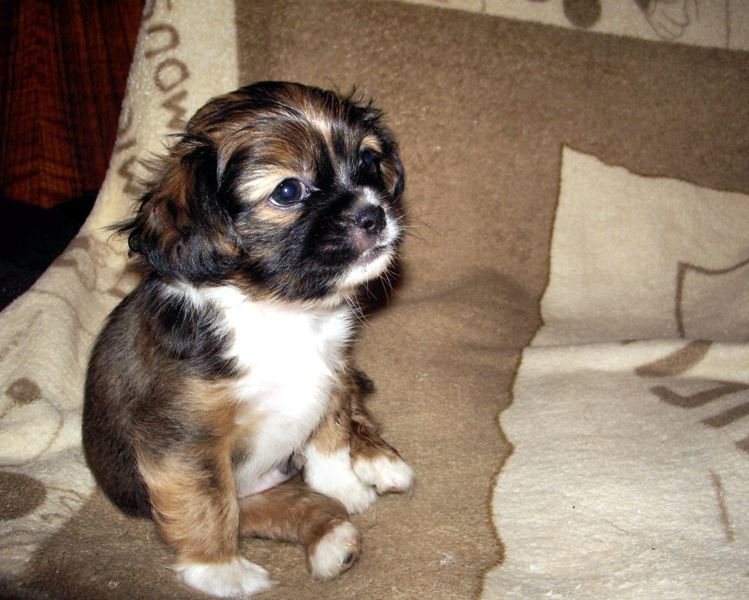 La blogu' cu pechinezi