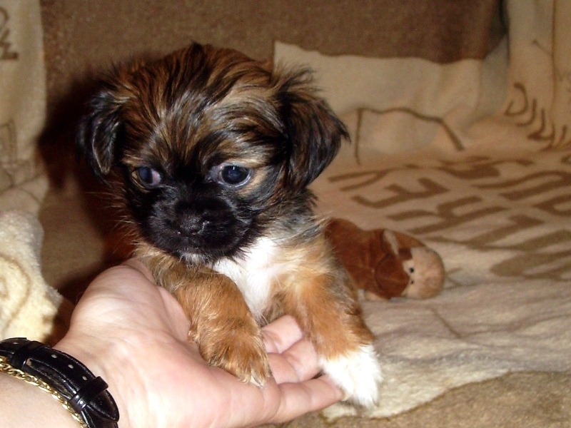 La blogu' cu pechinezi