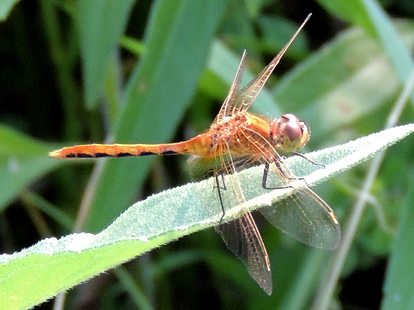 Ruby Meadowhawk | Project Noah