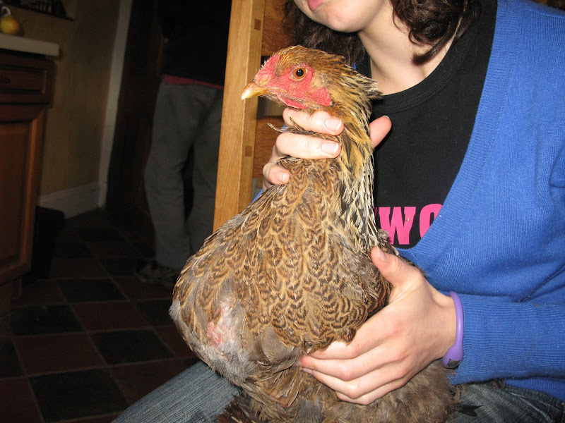 Urgent Help PLEASE..huge neck lump | BackYard Chickens - Learn How to ...