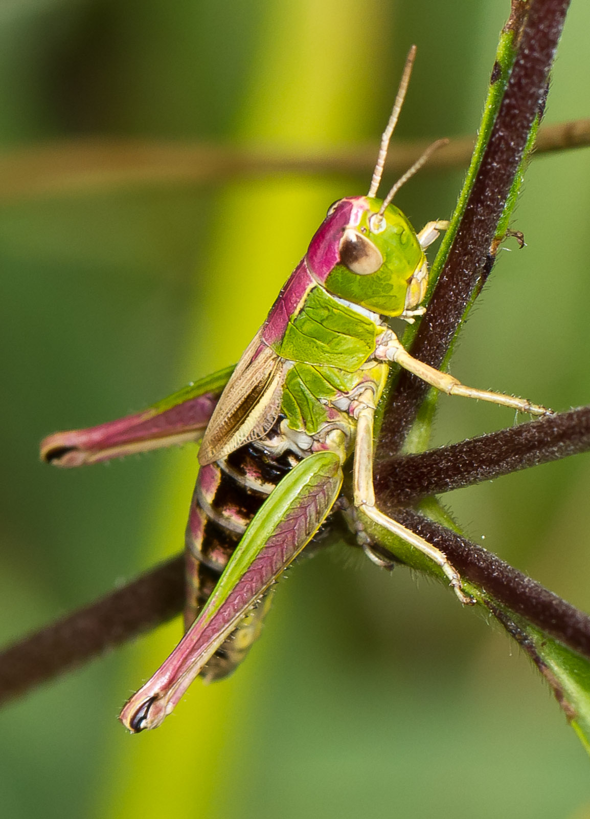 Focus On Wildlife: Grasshoppers