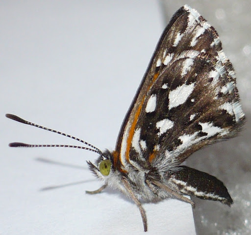 Little Creatures That Rule the Earth: Riodinidae