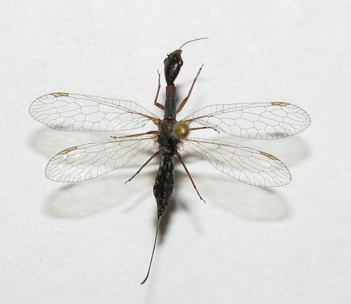 Little Creatures That Rule the Earth: Raphidiidae