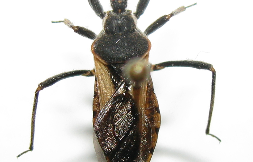 Little Creatures That Rule the Earth: Reduviidae