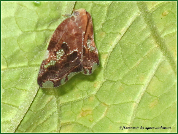 Ricaniid Planthopper | Project Noah