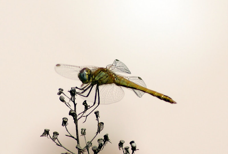 Cores vivas:Libelinhas - Momentos e Olhares