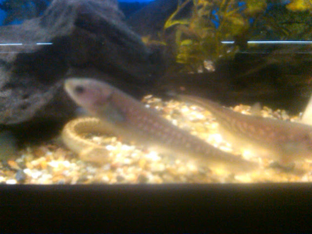 Gold Spotted African Knife fish...Info? | MonsterFishKeepers.com