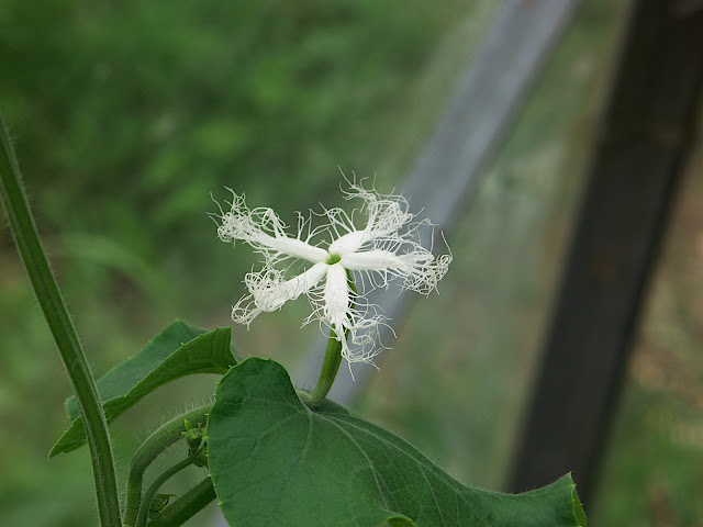 Snake Gourd (Tricosantes) Growth and Pollination | Homegrown Goodness