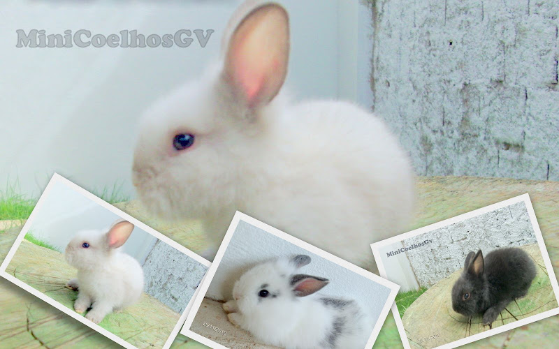 Conheça Os Mini Coelhos | MiniCoelhosGv
