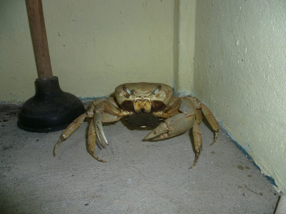 Giant Land Crab