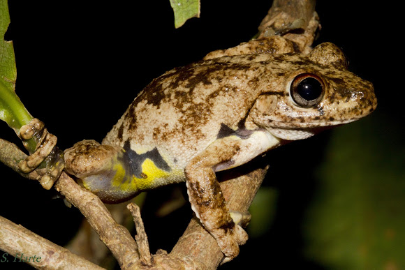 Northern Laughing Treefrog | Project Noah