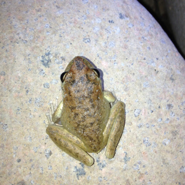 Victorian frog / Plains brown tree frog | Project Noah