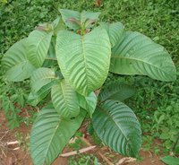 Photo Pohon Jabon Muda | Kayu Jabon