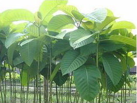 Photo Bibit Pohon Jabon | Kayu Jabon