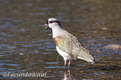 Aves de Bariloche: Tero Tero (Vanellus chilensis)