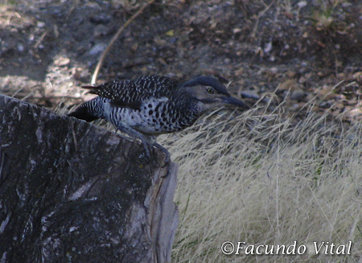 Aves de Bariloche: Carpintero Pitío (Colaptes pitius)