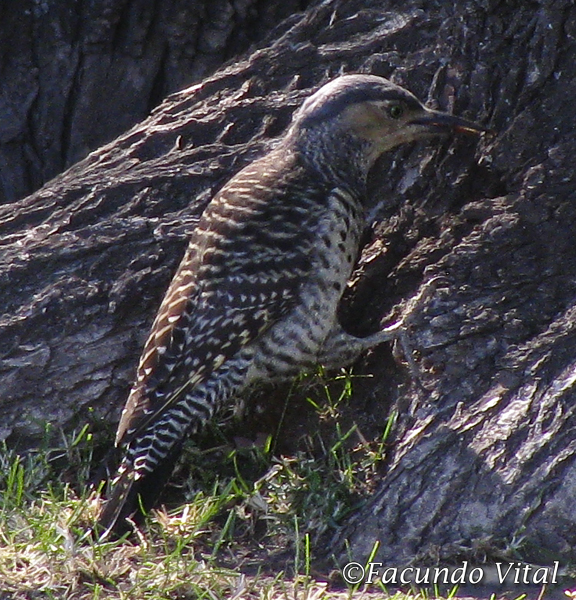 Aves de Bariloche: Carpintero Pitío (Colaptes pitius)