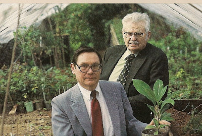 General MacArthur white pine - Yew Dell Gardens | The Historical Tree ...