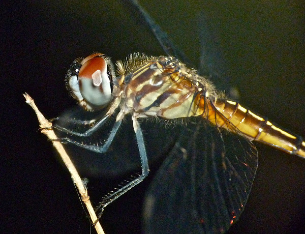 Blue dasher (female) | Project Noah
