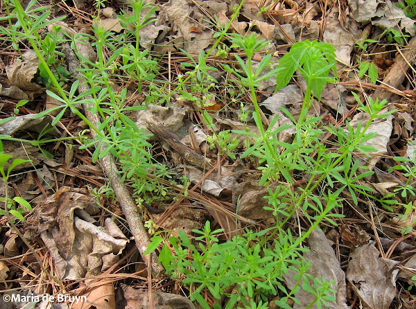 Sticky Willie weed | Project Noah