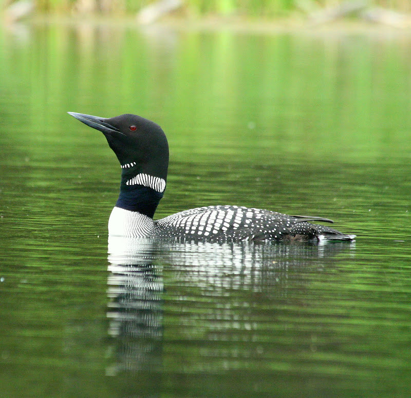 Birding In Michigan: Loon Fever