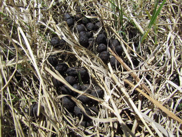 Deer Scat | Project Noah