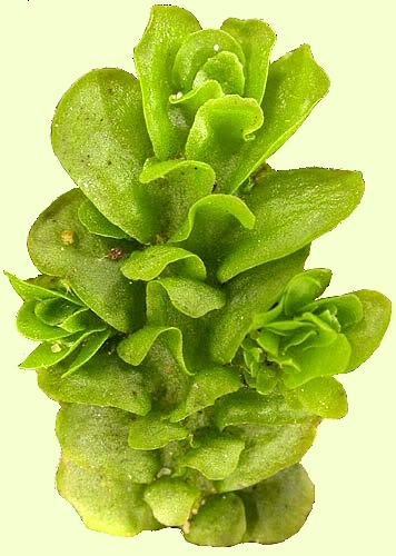 Making leaves in their own way – Treubia | David Tng